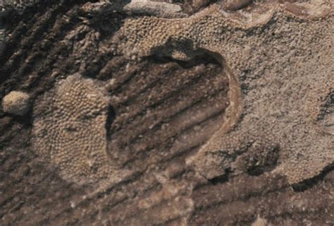 Woosters Fossils Of The Week An Encrusted Bivalve External Mold From The Upper Ordovician Of