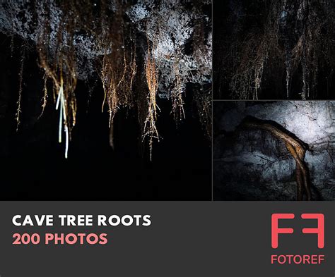 Photos Of Cave Tree Roots