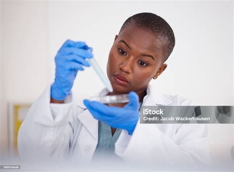 손 페트리 접시 Dna 샘플 과학 실험 및 의학 연구 화학 및 피펫을 가진 흑인 여성 과학자 생명 공학 과학 연구 및 여성 화학 및 실험실의 입자 20 24세에 대한 스톡