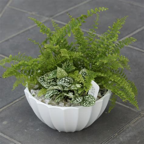 Композиция в кашпо Живые растения в Москве купить по цене 2800 Rub