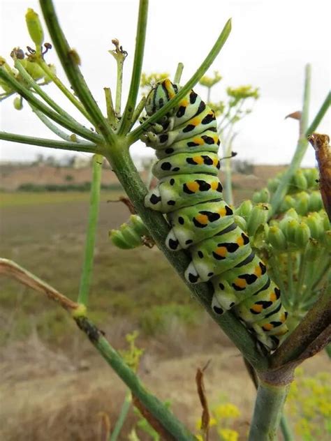 20 Caterpillars In Northern California You Should Identify Newsbreak