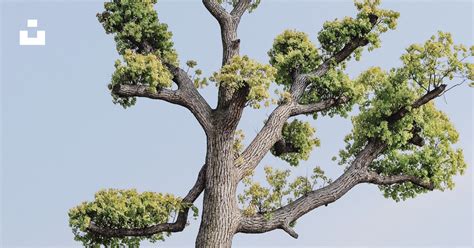 낮 동안 하얀 하늘 아래 녹색 나무 사진 Unsplash의 무료 자연 이미지