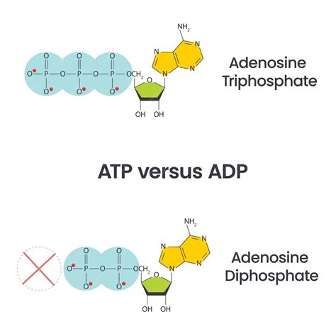 Premium Vector Adenosine Triphosphate And Adenosine Diphosphate