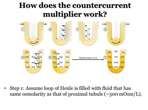 function of countercurrent multiplier at tommy lotts blog