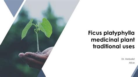 Medicinal Plant Uses Powerpoint Presentation And Slides Ppt Sample Slideteam