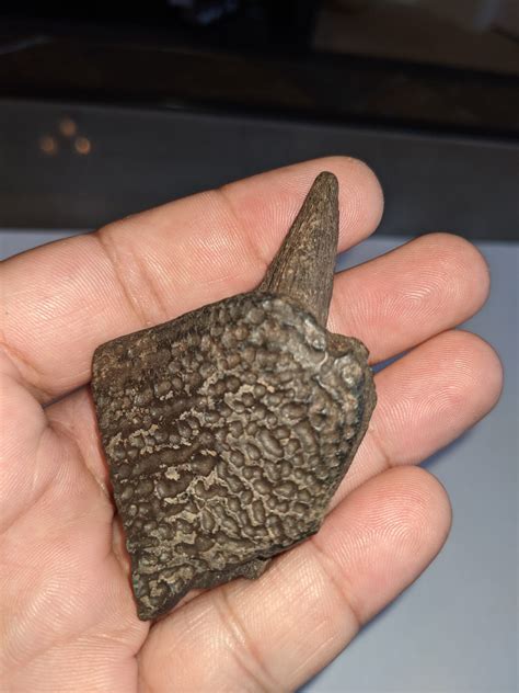 Turtle Softshell With Spike Fossil ID The Fossil Forum