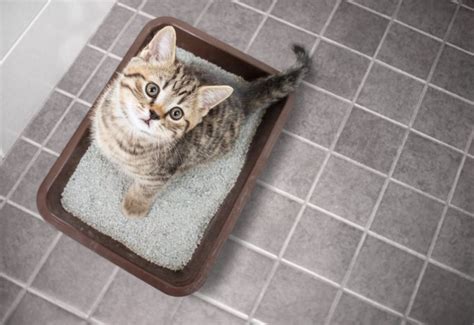 Different Types Of Cat Litter Vet Verified Pros Cons Catster