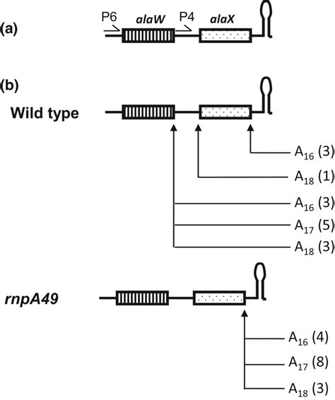 Determination Of The Length And Location Of The Poly A Tails Attached Download Scientific