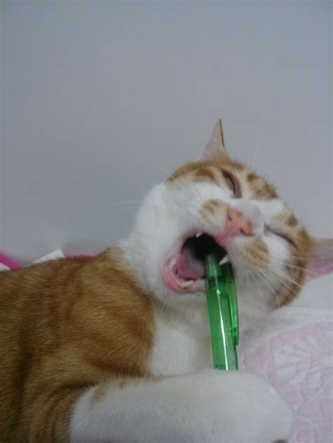 백조집사와 두 냥이의 일상