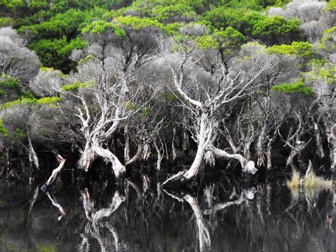 39 Middle Earth Trees Ideas Middle Earth Tolkien Earth