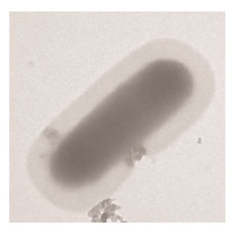 Wpg Extracted From Lactobacillus Paracasei Subsp Paracasei M5 Strain Download Scientific
