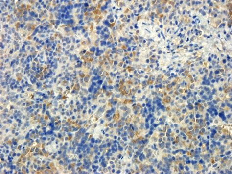 Cd90 Antibody Biorbyt