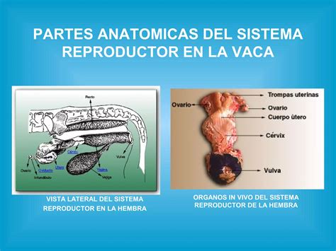 Partes Internas Del Sistema Reproductor De La Hembra 2 Ppt