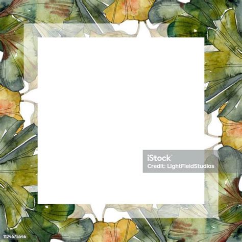 노란색 녹색 은행나무 Biloba의 잎 수채화 배경 그림 설정 합니다 프레임 테두리 장식 스퀘어입니다 그리기에 대한 스톡 벡터 아트 및 기타 이미지 Istock