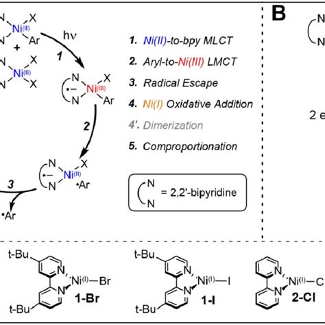 A Catalytic Cycle Displaying The Photochemical Activation Of