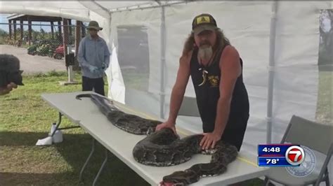 South Florida Python Hunter Kills 17 Foot Python In Everglades Wsvn