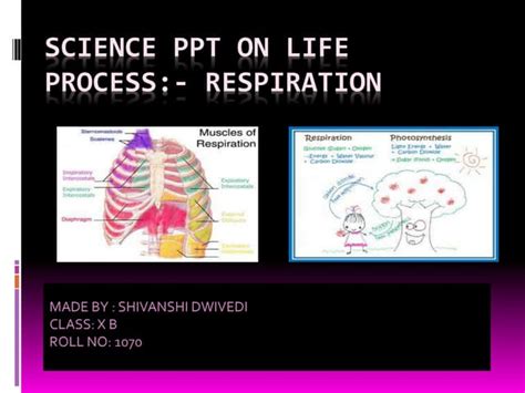 Respiration Science Ppt By Shivanshi Dwivedi Pptx Lung And