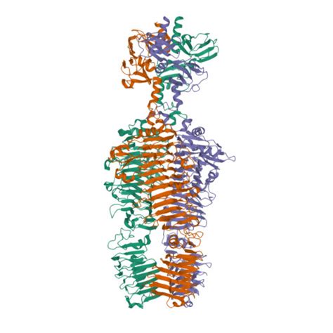 Rcsb Pdb 4oj5 Crystal Structure Of A Putative Tailspike Protein Tsp1 Orf210 From
