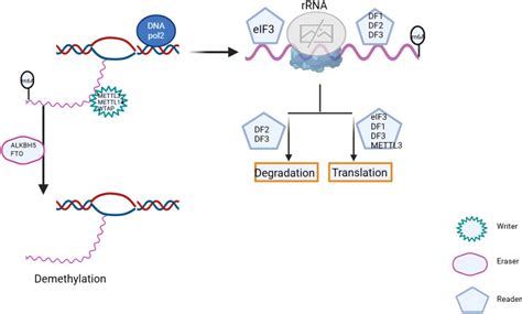 Advances In Research On Rna Methylation And Cancer Radiotherapy