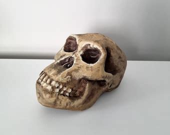 3d Printed Homo Erectus Skull Replica Realistic Fossil Educational
