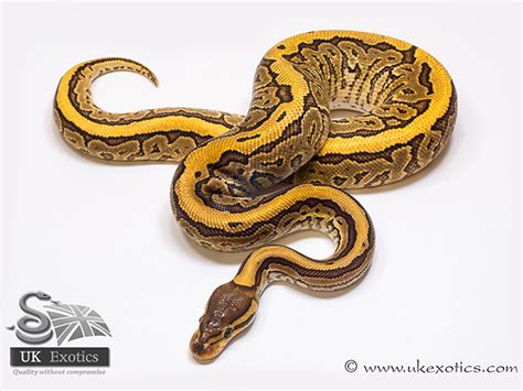 Morph List World Of Ball Pythons