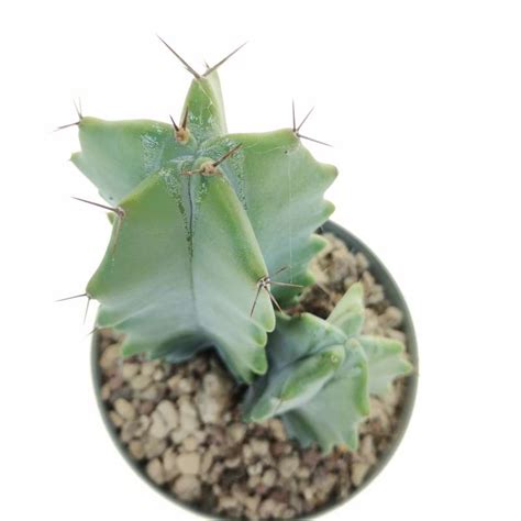 Lemaireocereus pruinosus 14 cm. | Cactaceae - Giromagi vendita piante ...