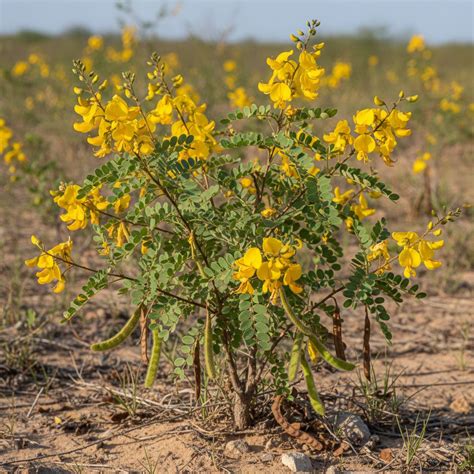 Cassia Crotalarioides Benefícios Medicinais Tradicionais