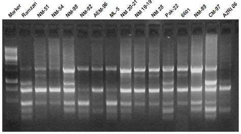 a amplification products obtained using rapd primer opg 08 download