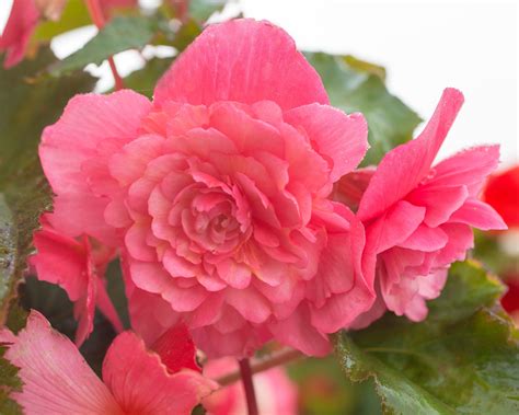 Trailing Double Pink Begonia Cascade Pink Tubers — Buy Online At Farmer Gracy Uk