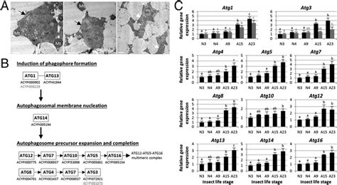 Activation Of Autophagy During Aphid Bacteriocyte Degeneration A Download Scientific Diagram