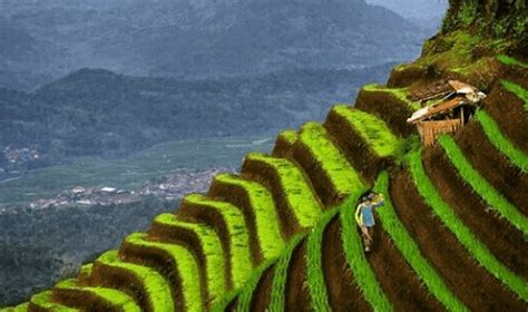 Pengertian, Jenis dan Fungsi Pembuatan Terasering – Ilmu Pengetahuan Dasar