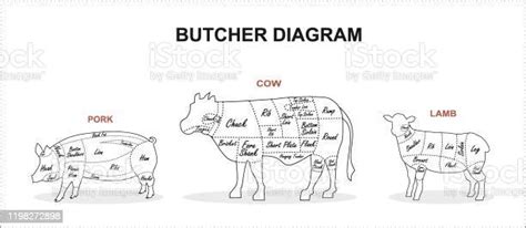 포스터 정육점 다이어그램 신선한 고기 쇠고기 돼지 고기 양고기 도살 정육점 다이어그램에 대한 스톡 벡터 아트 및 기타 이미지 정육점 다이어그램 스케치 정육점 주인