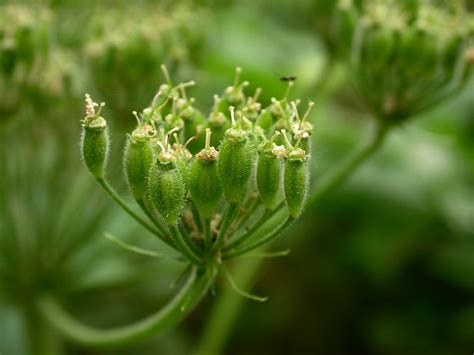 Heracleum Mantegazzianum Apiaceae