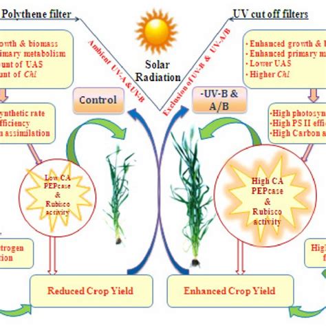 Pdf Effect Of Exclusion Of Solar Uv Radiation On Plants Mini Review
