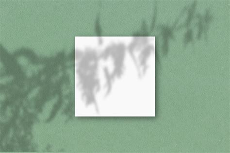 녹색 벽에 흰색 질감 종이 의 1 사각형 시트 식물 그림자와 모형 오버레이 자연광은 데이지의 꽃과 잎에서 그림자를 투사합니다 플랫 레이 상단 보기 0명에 대한 스톡 벡터