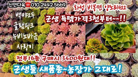 군생들 새다육 농장가그대로 득템하세요 3천부터~7천원고급종 전부16종구매시 3400원대로 구매 백야2두 예쁜글램핑크 누비노바금등 Youtube