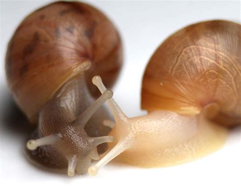 აქატინა გიგანტური აფრიკული ლოკოკინა Tbilisi