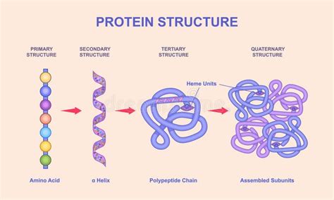 Levels Of Protein Structure Educational Biology Infographics Showing Different Protein