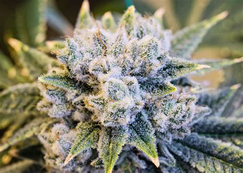 Why Are Some Cannabis Strains So Colorful Growdiaries