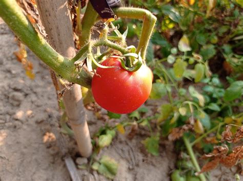 Domates Tespiti İlk Örnek Object Detection Dataset By Yusuf