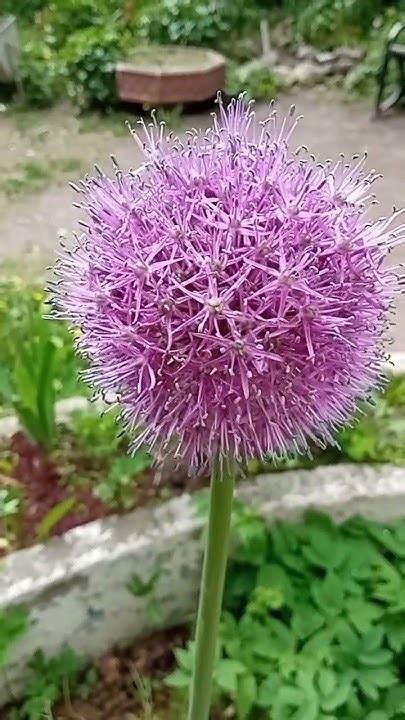 Цветы за окном Youtube