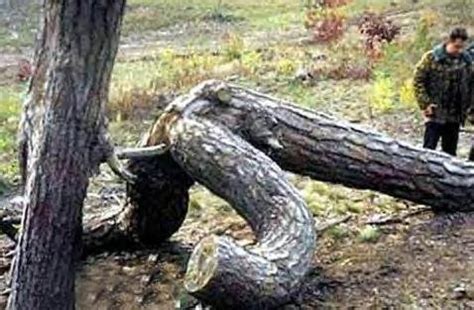 Tree Sex Freeones Forum The Free Sex Community