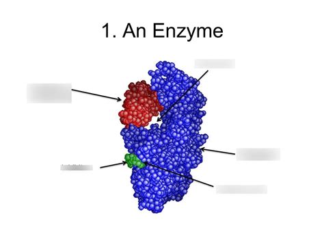 Biochemistry I Module Of The MCAT Self Prep ECourse Lesson Enzymes Diagram C The Active