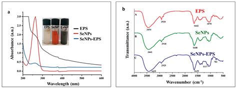Synthesis And Structural Characterization Of Selenium Nanoparticles Bacillus Sp Mkust 01