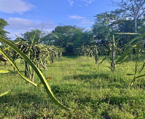 Figure 1 From A Comprehensive Dragon Fruit Image Dataset For Detecting The Maturity And Quality