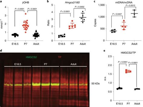 Murine Neonatal Ketogenesis Preserves Mitochondrial Energetics By