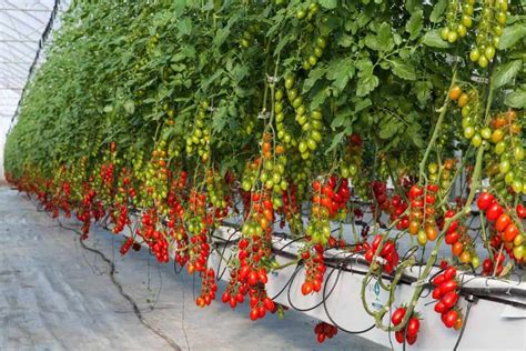 Hydro Tomato Nutrient Solution One Part Formula 1l Plant It Hydro