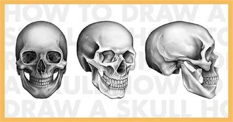 How To Draw A Skull Tutorials To Learn From