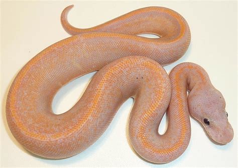 python junkies python junkies added a new photo