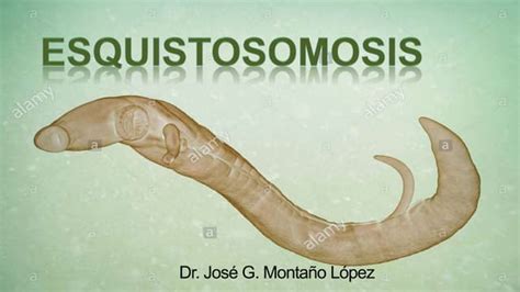 2 Esquistosomiasispptx